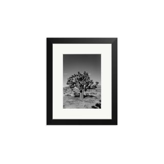 Joshua Tree II