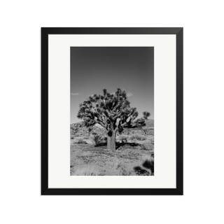 Joshua Tree II